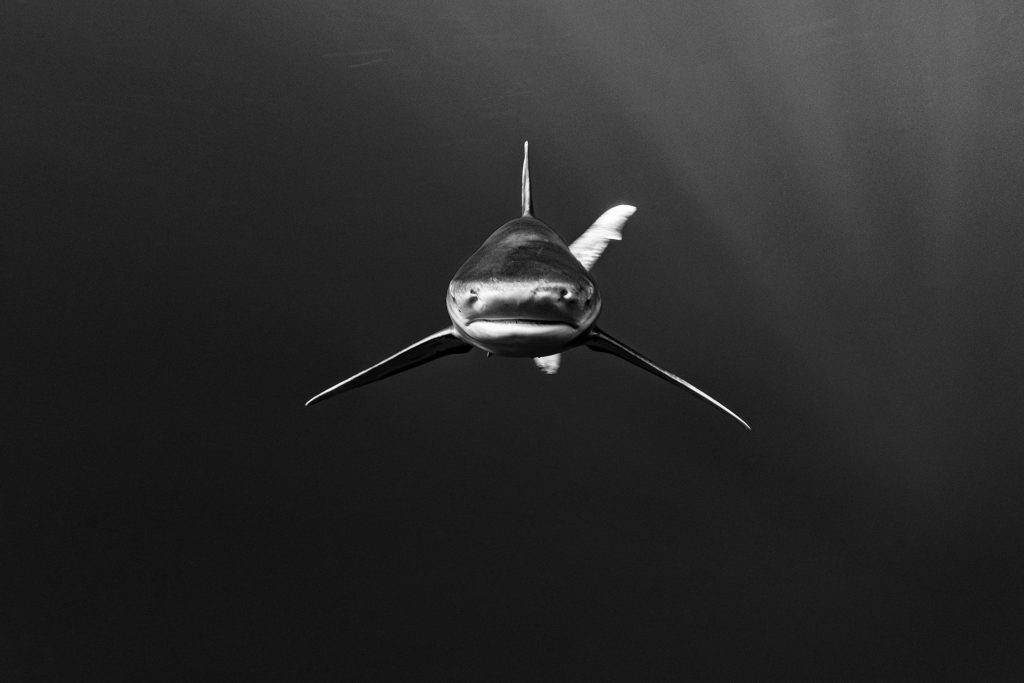 Cristina Mittermeier: "No somos la especie superior" - Zenda